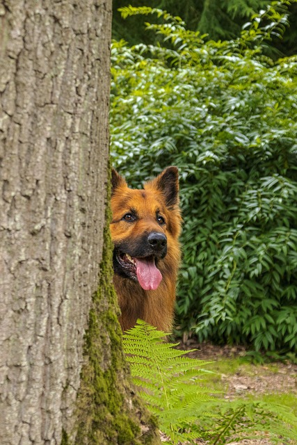 Shepherd Dog Shooting - Free photo on Pixabay - Pixabay