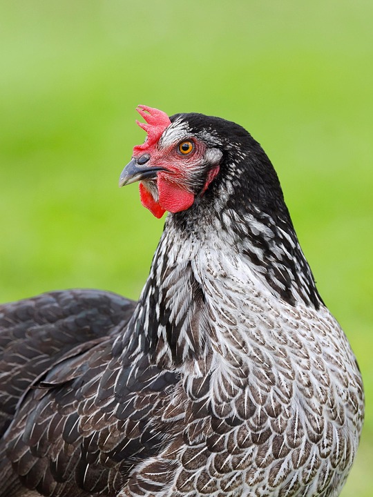 Chicken Hen Animal - Free photo on Pixabay - Pixabay