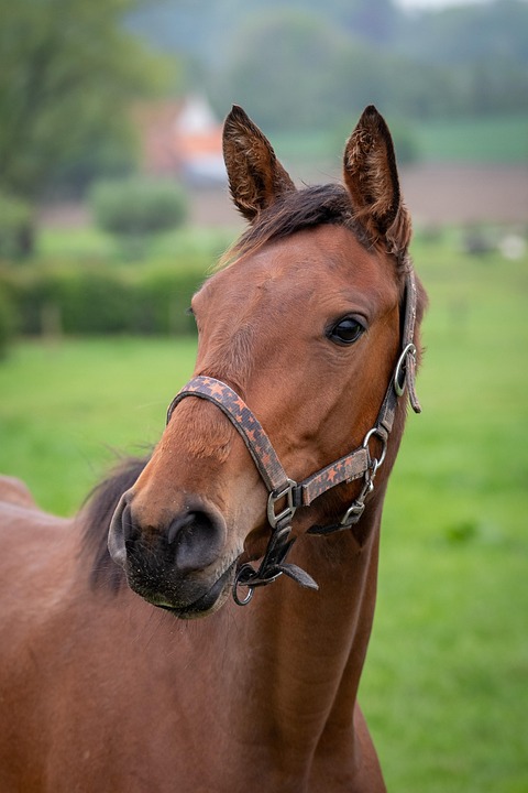 Horse Animal Mammal - Free photo on Pixabay - Pixabay