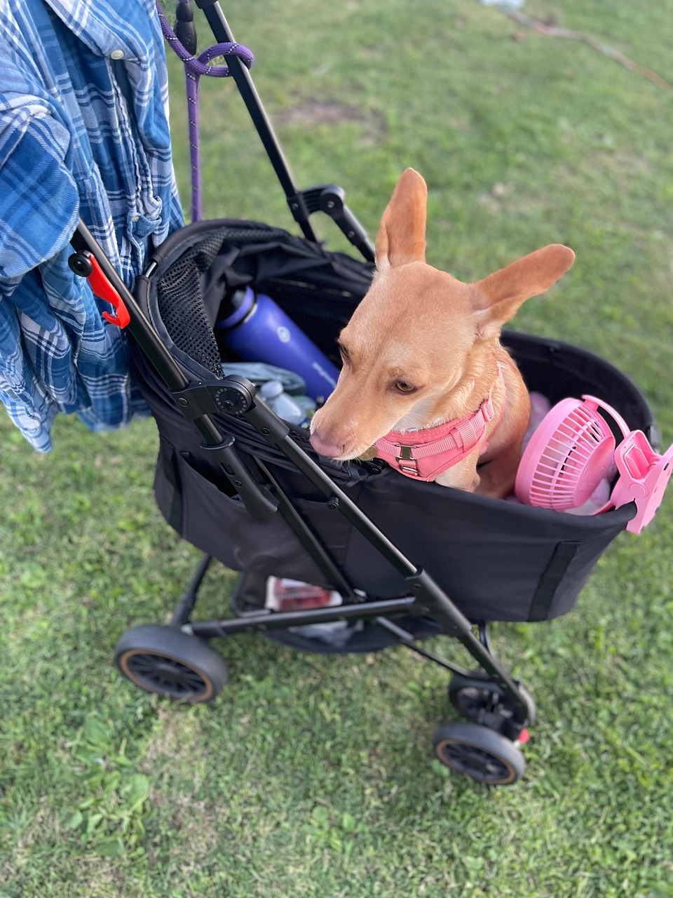 Pup Stroller - Free photo on Pixabay - Pixabay