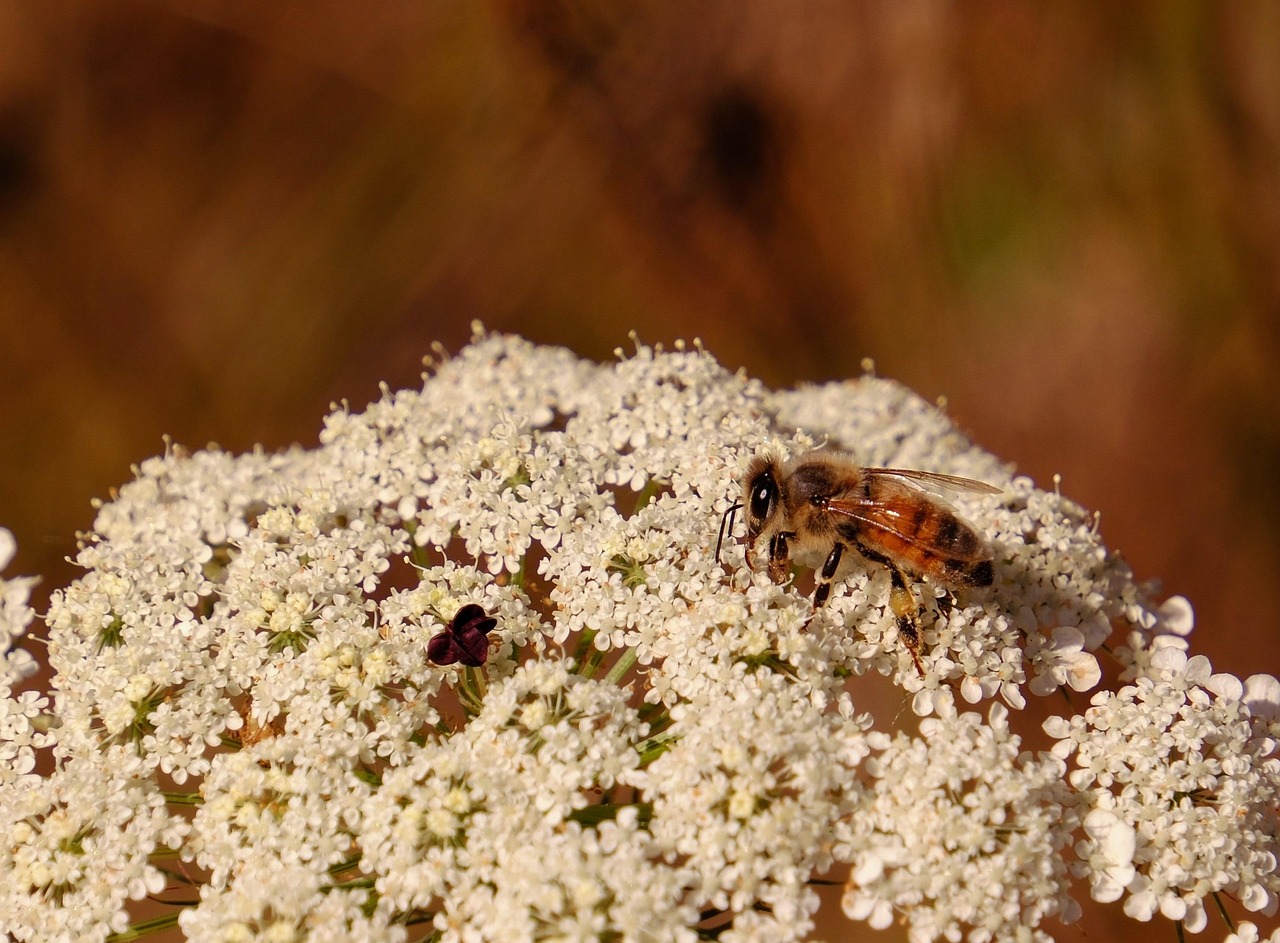 Abeille Nature Fleur Dentelle De - Photo gratuite sur Pixabay - Pixabay