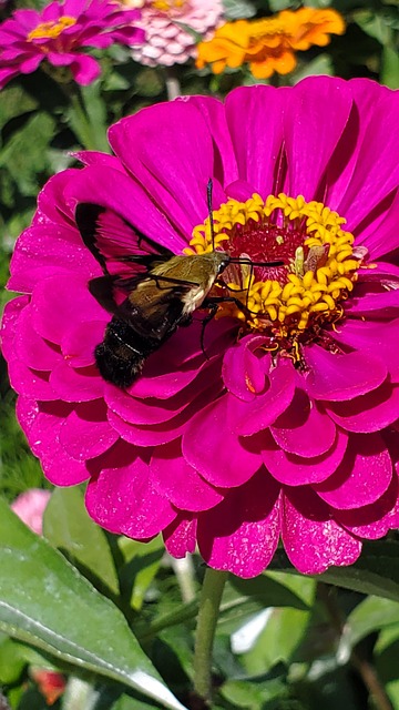 Abeille Colibri Zinnia Jardin - Photo gratuite sur Pixabay - Pixabay