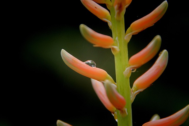 Aloevera Flower - Free photo on Pixabay - Pixabay