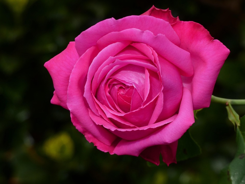 Pinke Rose Blume - Kostenloses Foto auf Pixabay
