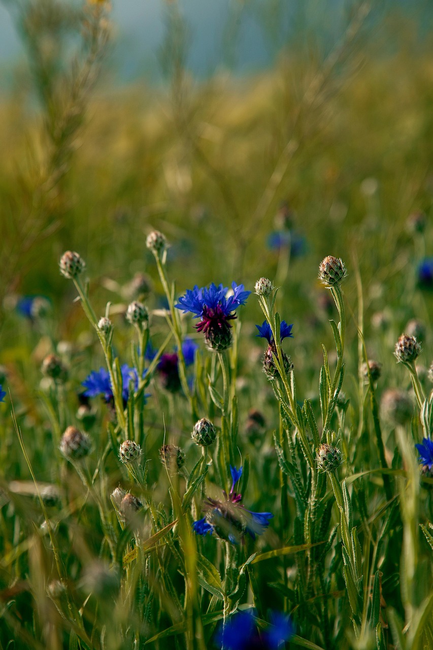 Cornflowers Flowers Nature - Free photo on Pixabay - Pixabay