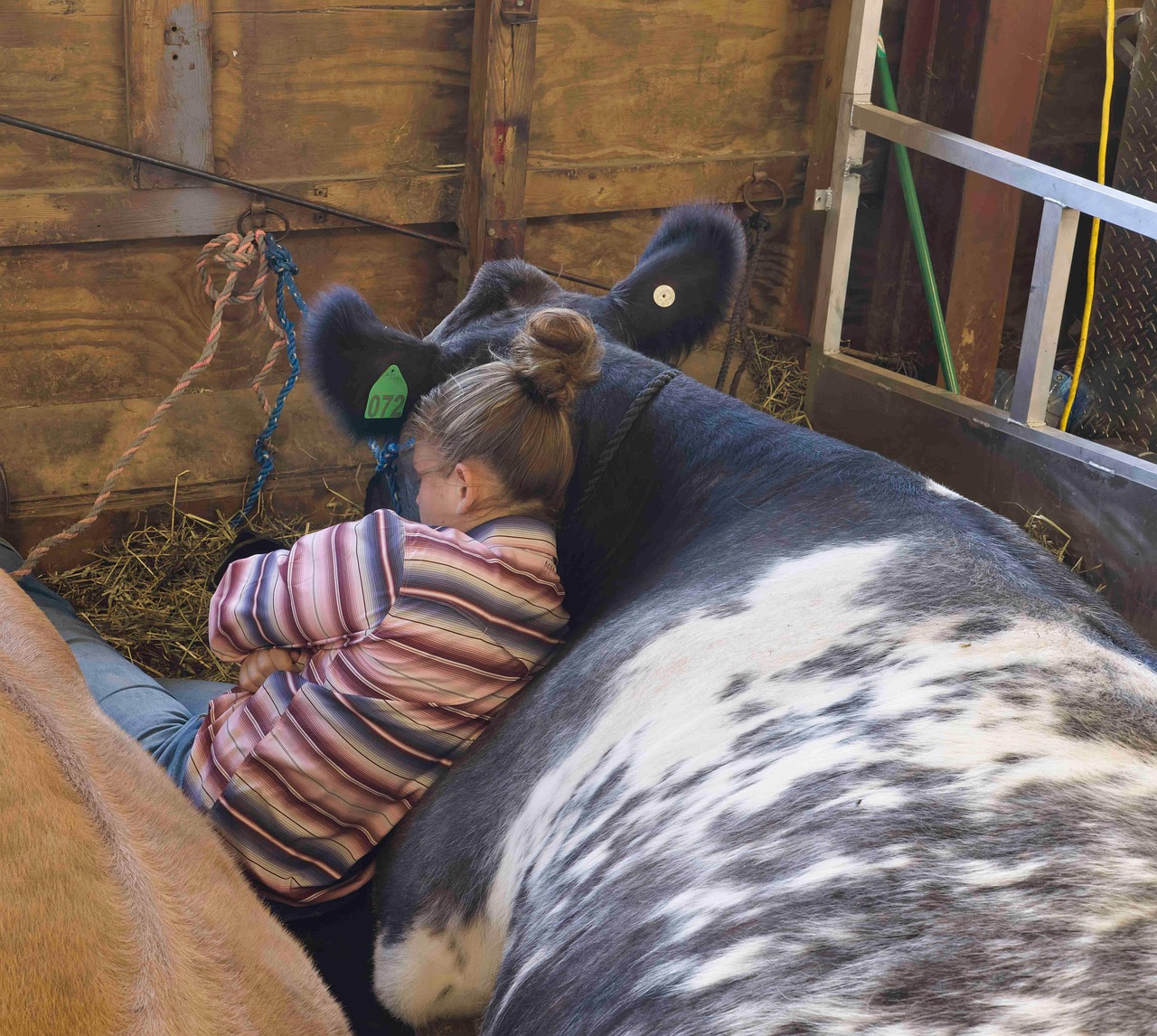 Cow Girl Cows Farm - Free photo on Pixabay - Pixabay