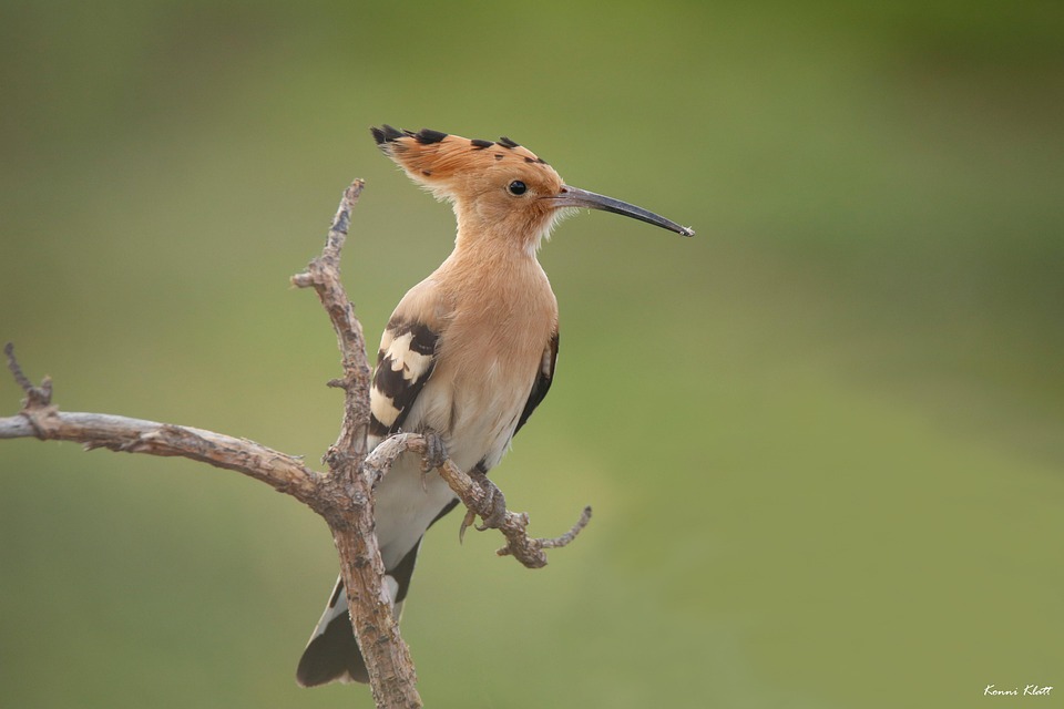 Upupa Epops Wiedehopf Eurasian - Kostenloses Foto auf Pixabay - Pixabay