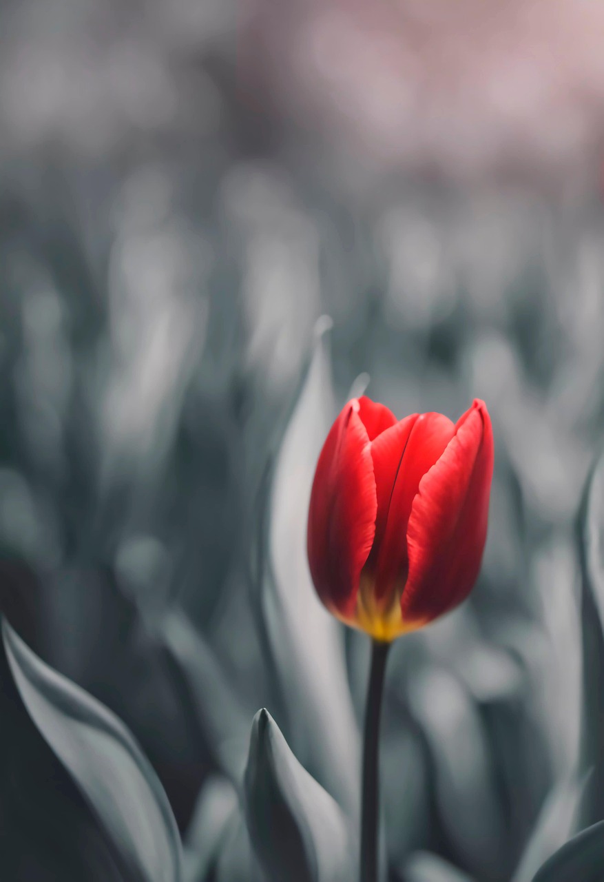 Black And White Photography With Red Color Splash