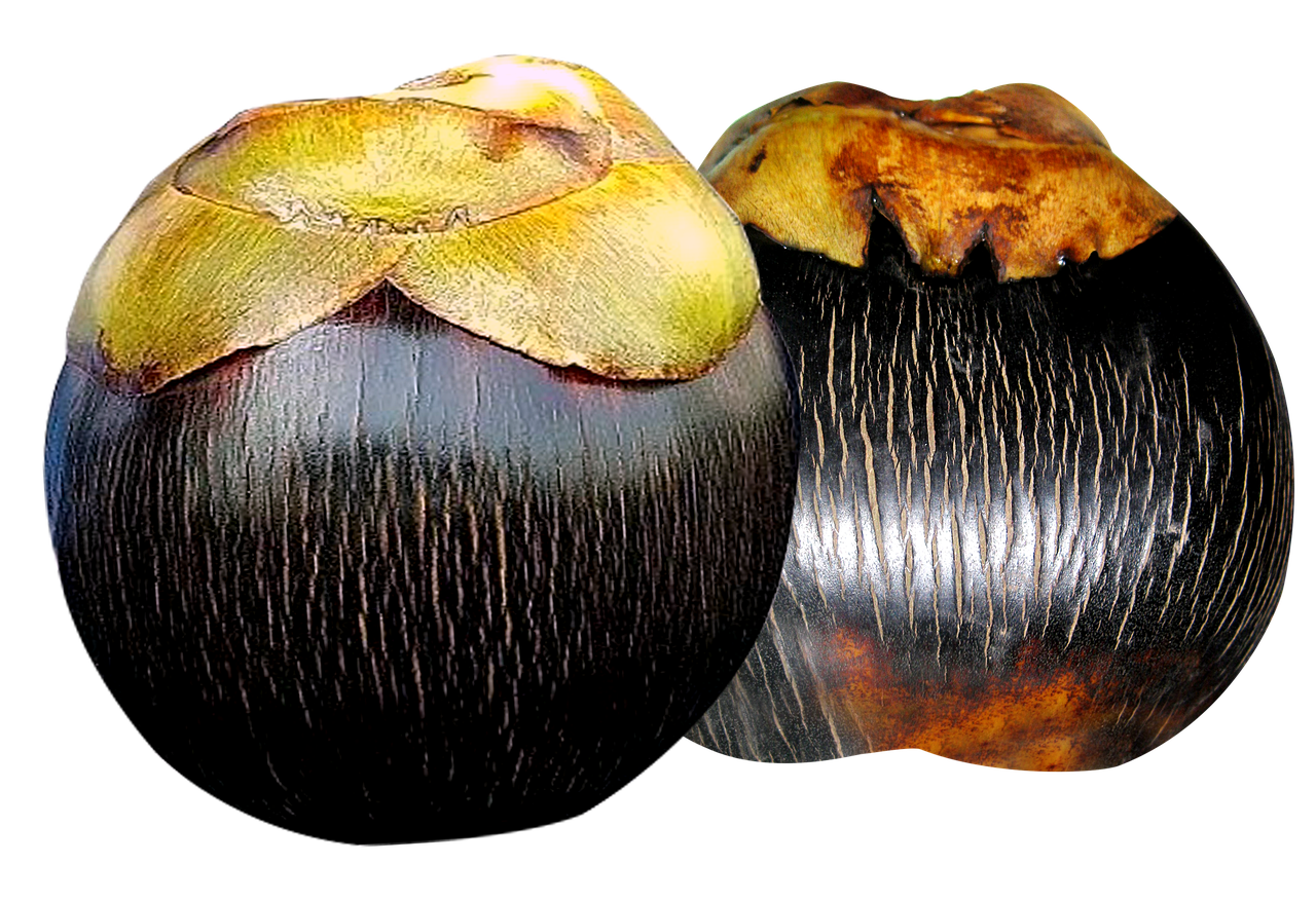 Borassus Flabellifer Palma Dupla - Foto gratuita no Pixabay - Pixabay