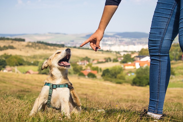 Cachorro Perro Contento - Foto gratis en Pixabay - Pixabay