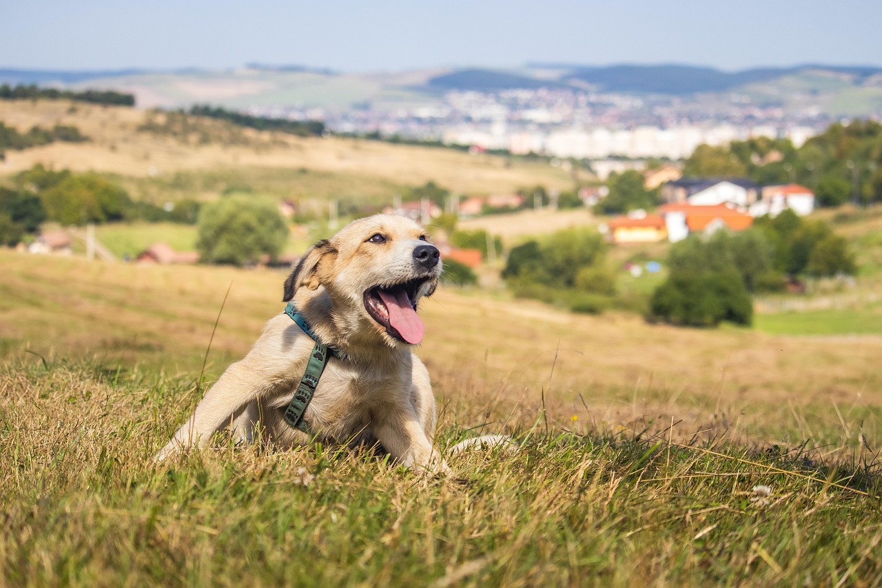 Filhote De Cachorro Feliz - Foto gratuita no Pixabay - Pixabay
