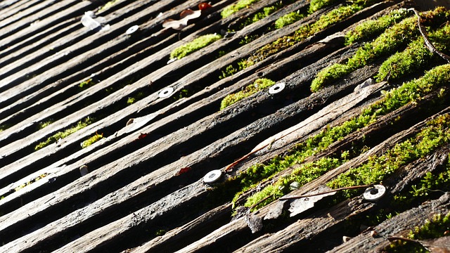 Wet Mossy Wood - Free photo on Pixabay - Pixabay