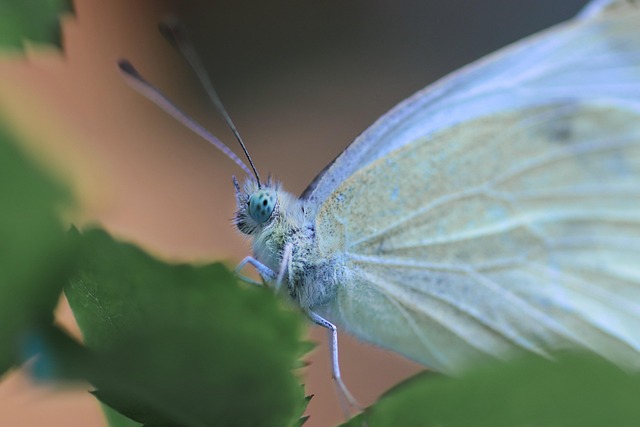 30,000+ Free Tiny Butterfly & Butterfly Images - Pixabay
