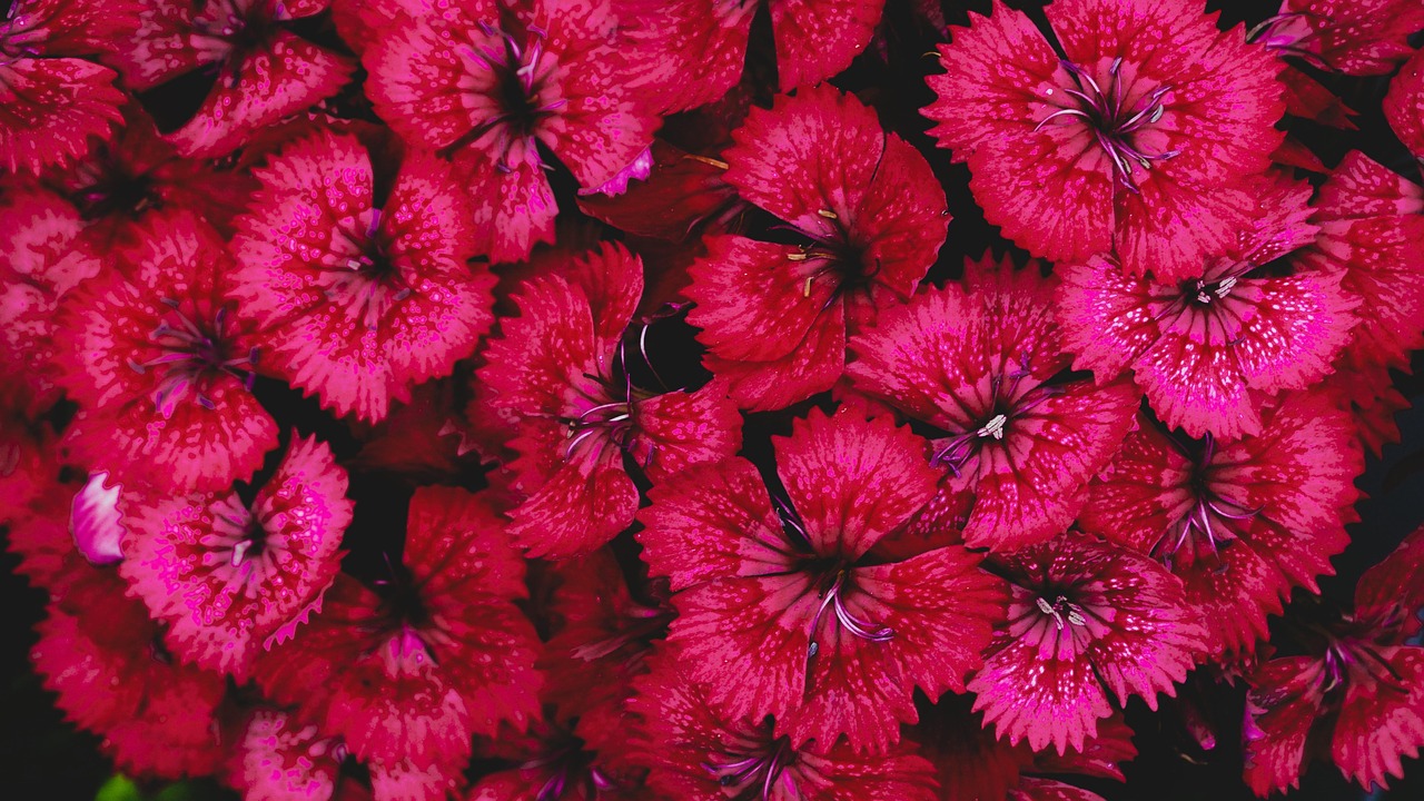 Fleurs Clous De Girofle Pétales - Photo gratuite sur Pixabay