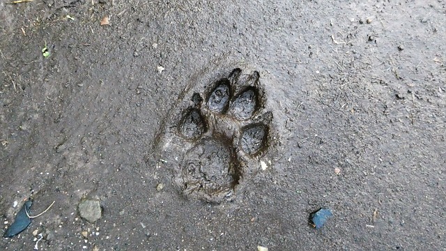 Footprint Dog Paw - Free photo on Pixabay - Pixabay