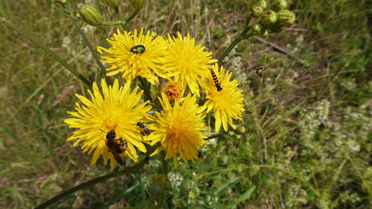Insetos Flor Amarelo - Foto gratuita no Pixabay - Pixabay