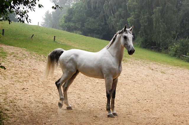 Cheval Paysage Animal - Photo gratuite sur Pixabay - Pixabay