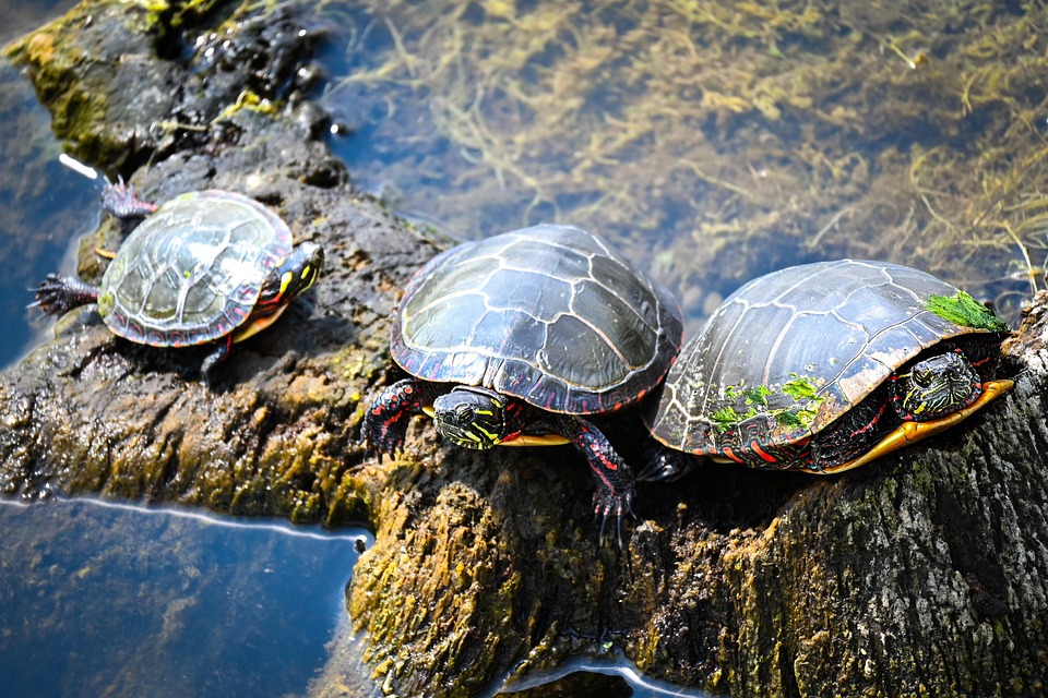 Turtles Reptiles Tortoises - Free photo on Pixabay