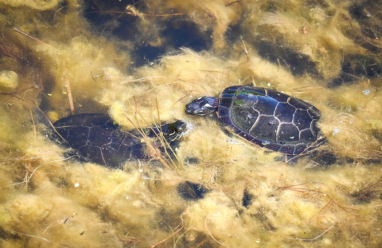 Tortugas Pareja Lago El - Foto gratis en Pixabay