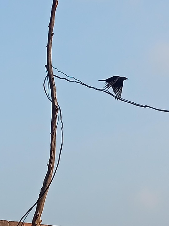Ek Chidiya Hai Udane Ki Koshish - Kostenloses Bild auf Pixabay - Pixabay