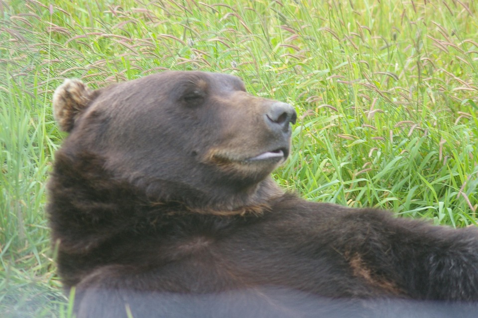 Beruang Brizley Brown Bear - Foto gratis di Pixabay - Pixabay