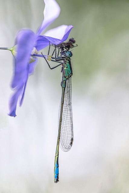 Purple Damselfly