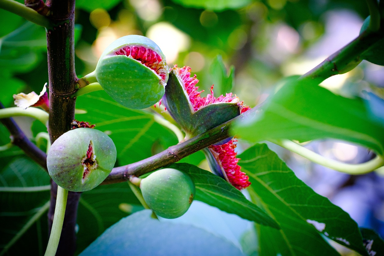 Feigen Obst Explosion Die - Kostenloses Foto auf Pixabay - Pixabay