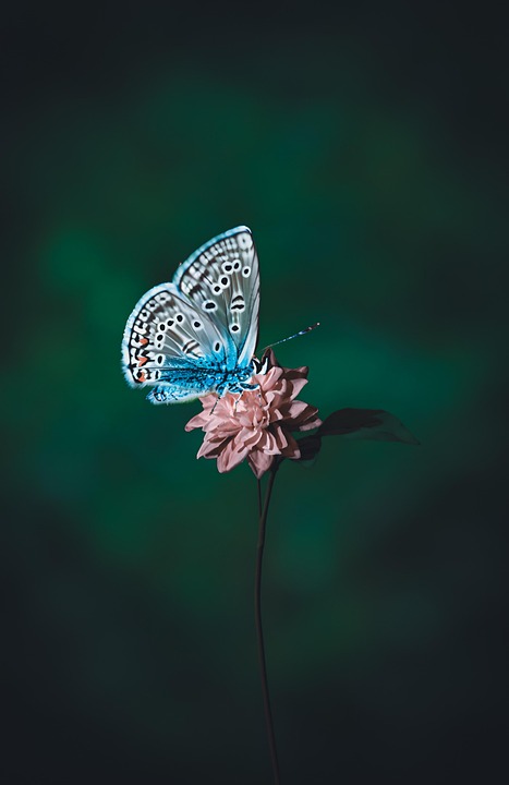 Insect Butterfly Entomology - Free photo on Pixabay - Pixabay