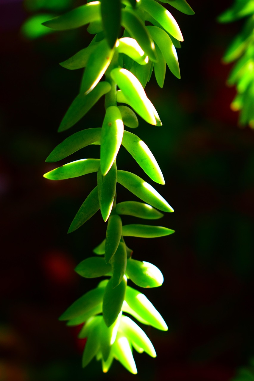 Plante Vert Croissance - Photo gratuite sur Pixabay - Pixabay