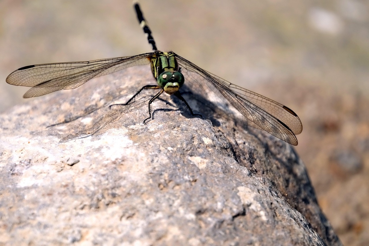 5,000+ Dragonfly Pictures & Images [HD] - Pixabay