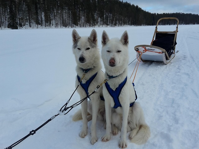 Husky Finland Sleds - Free photo on Pixabay - Pixabay