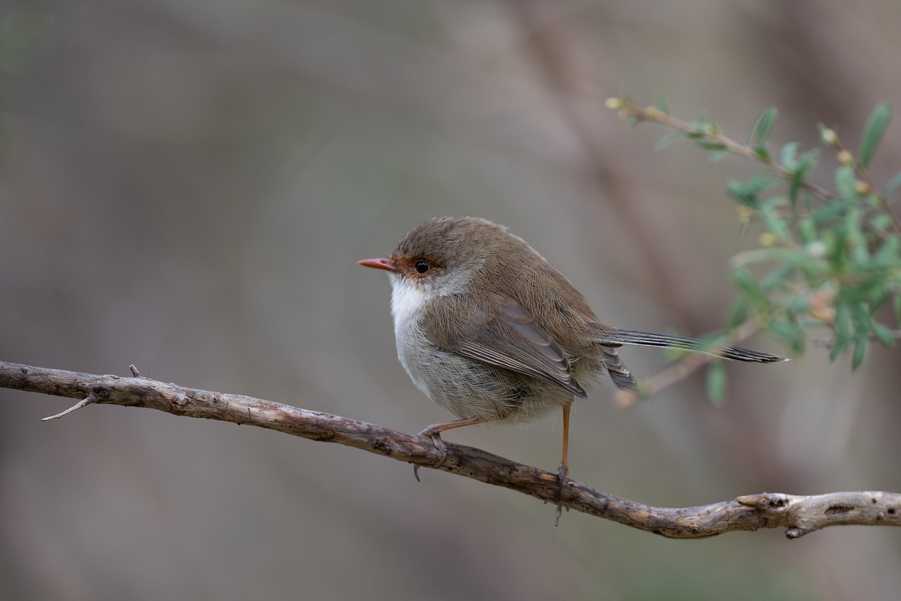 Superb Fairywren Wren - Free photo on Pixabay - Pixabay