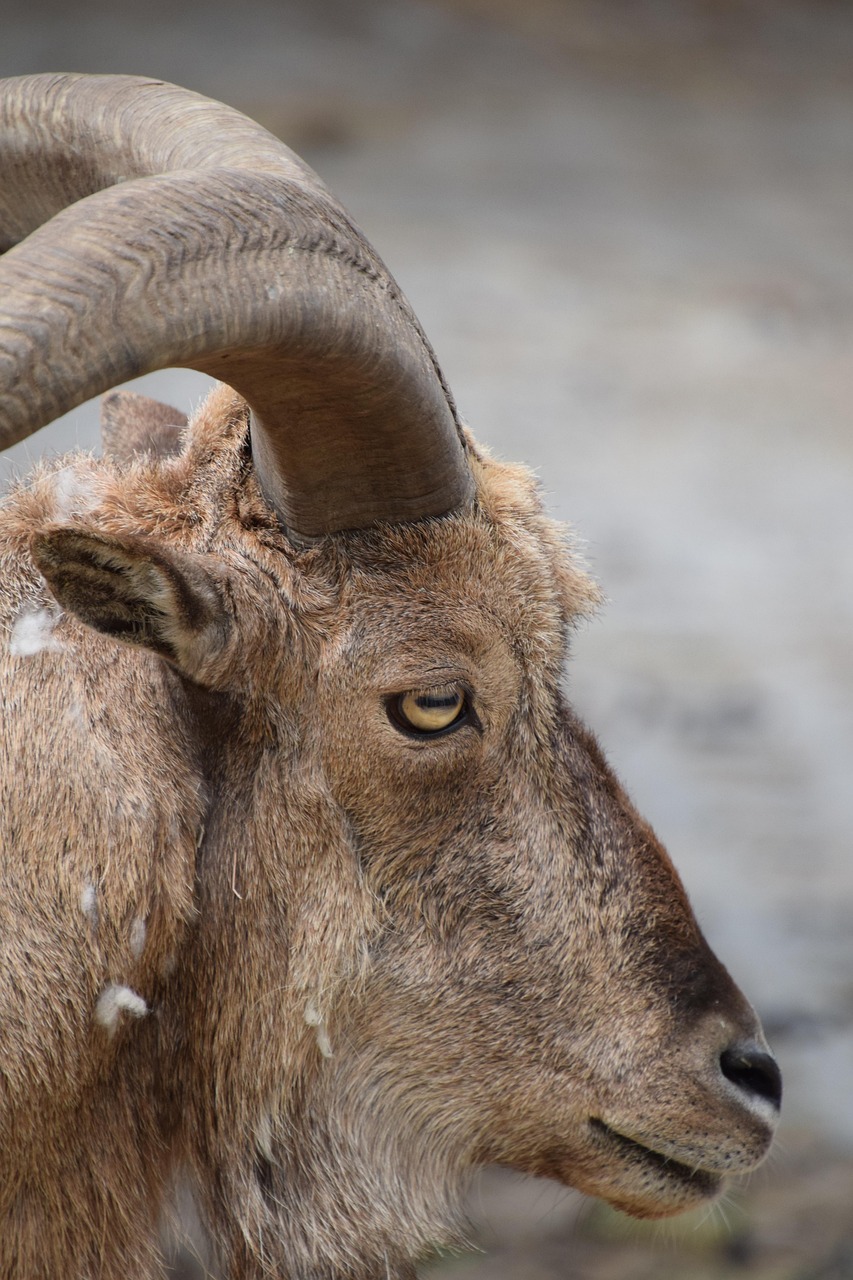 Mammal Nature Horns - Free photo on Pixabay - Pixabay