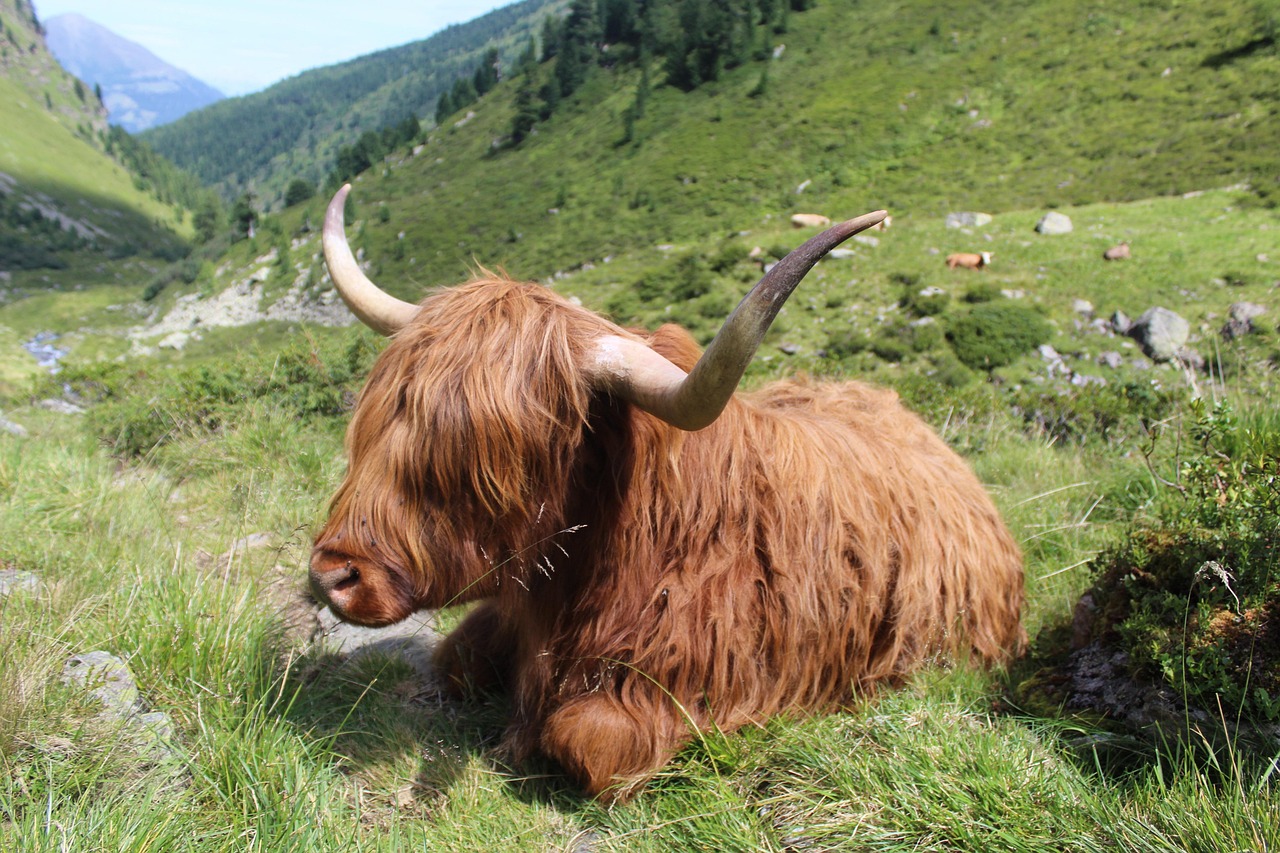 Highland Cattle Alps Tyrol - Free photo on Pixabay - Pixabay