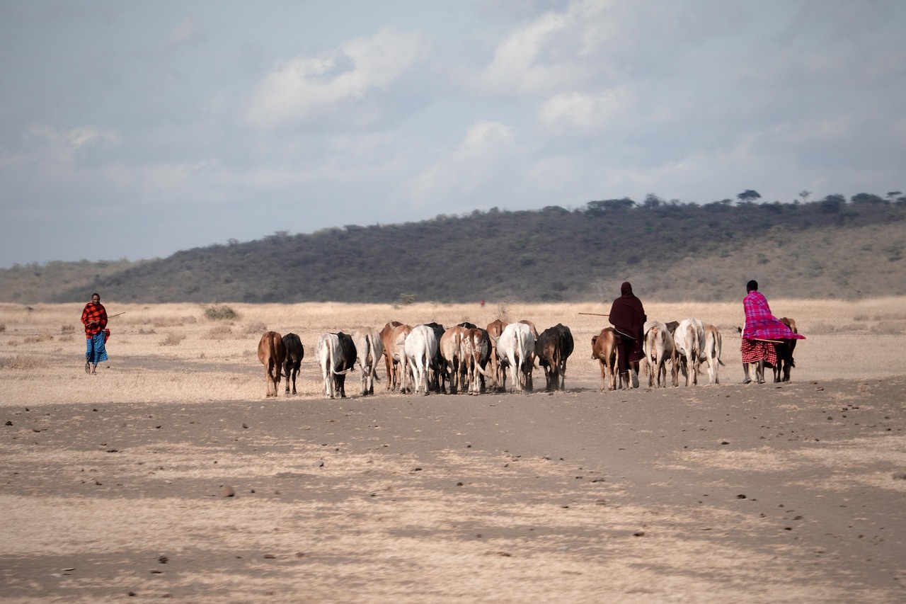 Cow Cows Maasai - Free photo on Pixabay - Pixabay