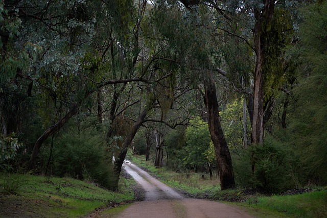 200,000+ Free Road With Trees & Road Images - Pixabay