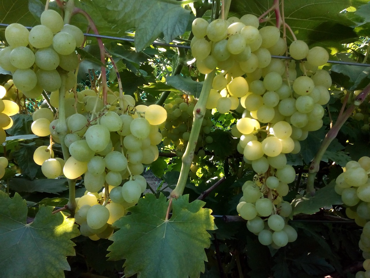 Grapes Garden - Free photo on Pixabay - Pixabay