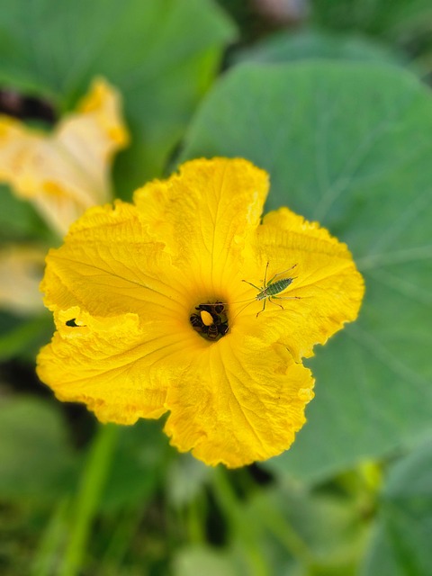 Fleur De Citrouille - Photo gratuite sur Pixabay - Pixabay