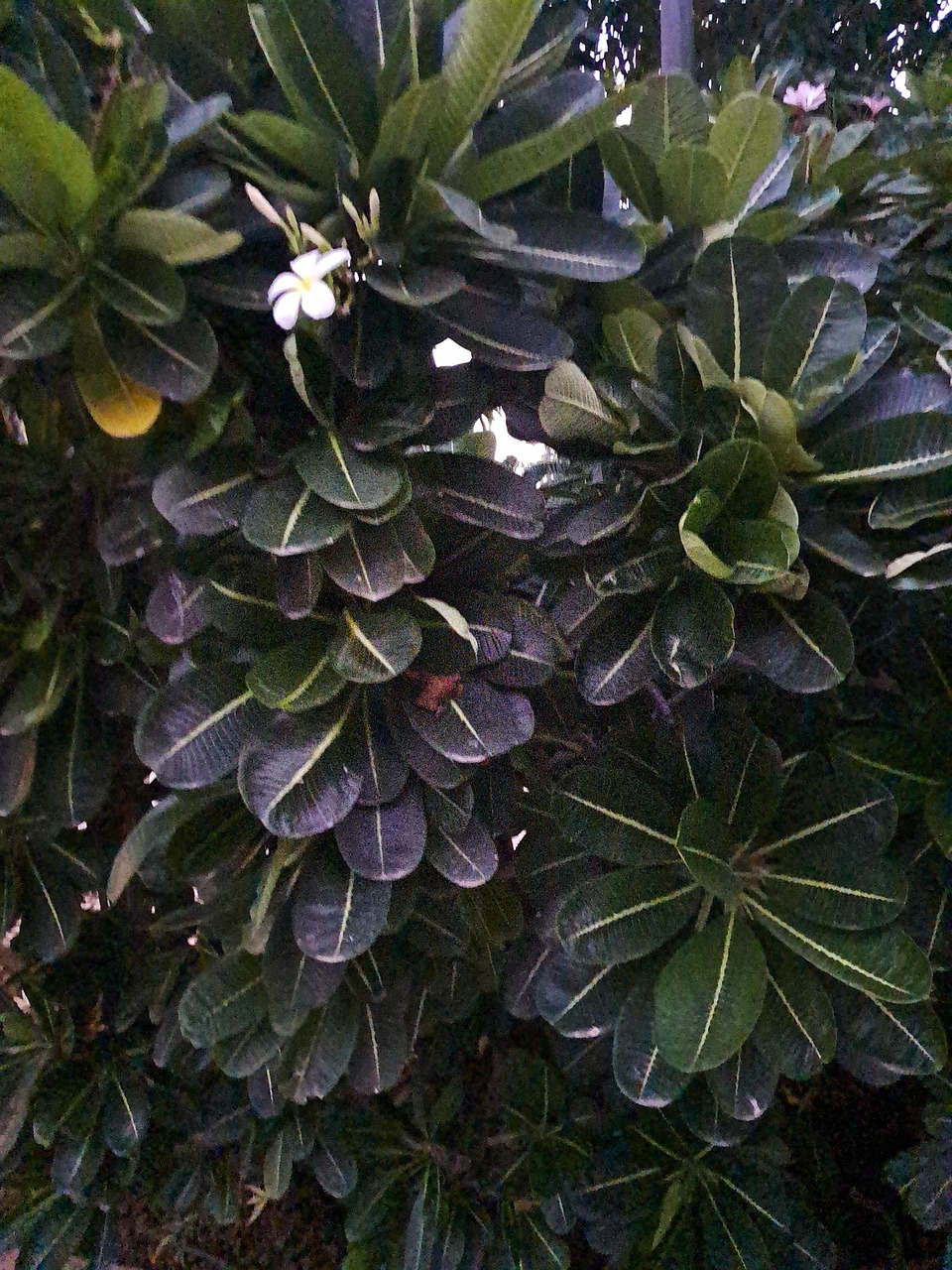 Tanaman Daun-Daun Bunga-Bunga - Foto gratis di Pixabay - Pixabay