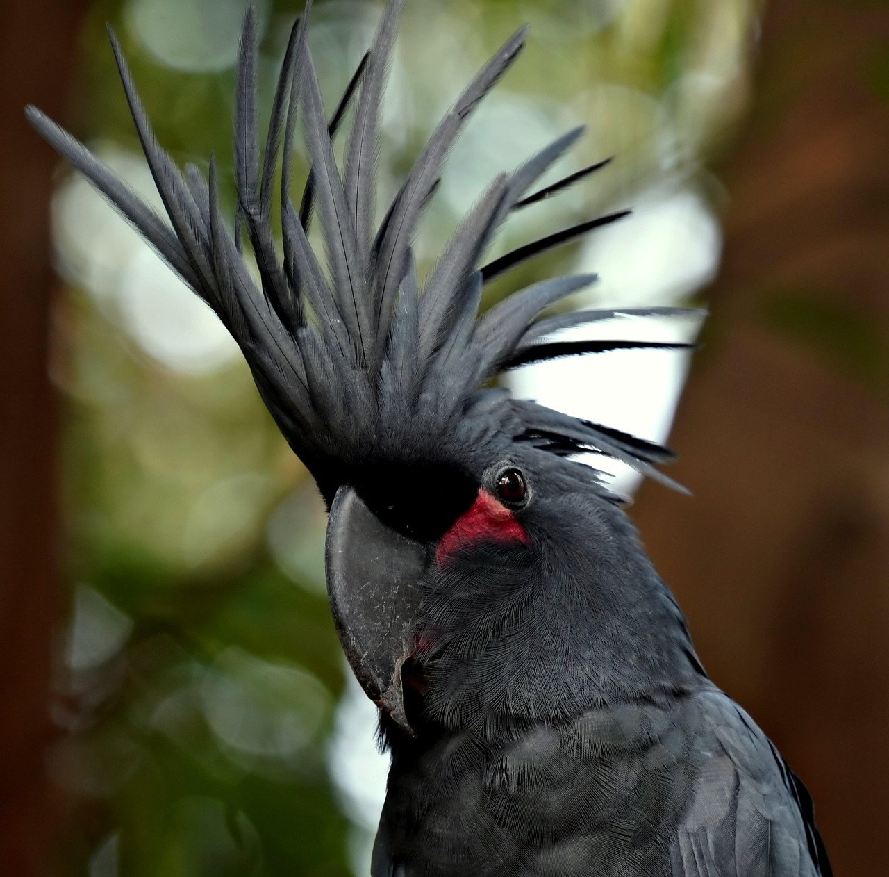 200,000+ Free Red-Tail Black Cockatoos & Cockatoo Images - Pixabay
