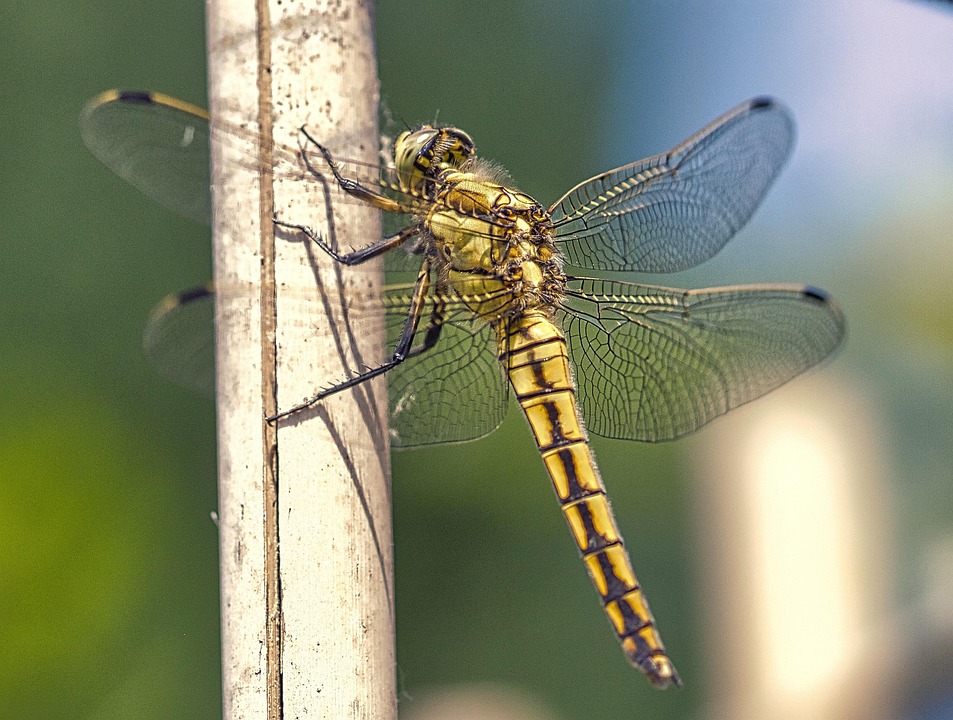 Dragonfly Insect Close Up - Free photo on Pixabay