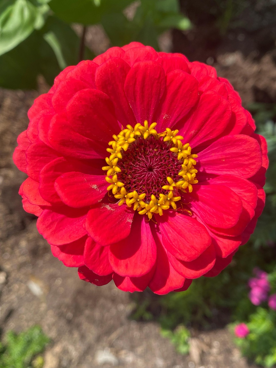 Zinnia Red Flower - Free photo on Pixabay - Pixabay