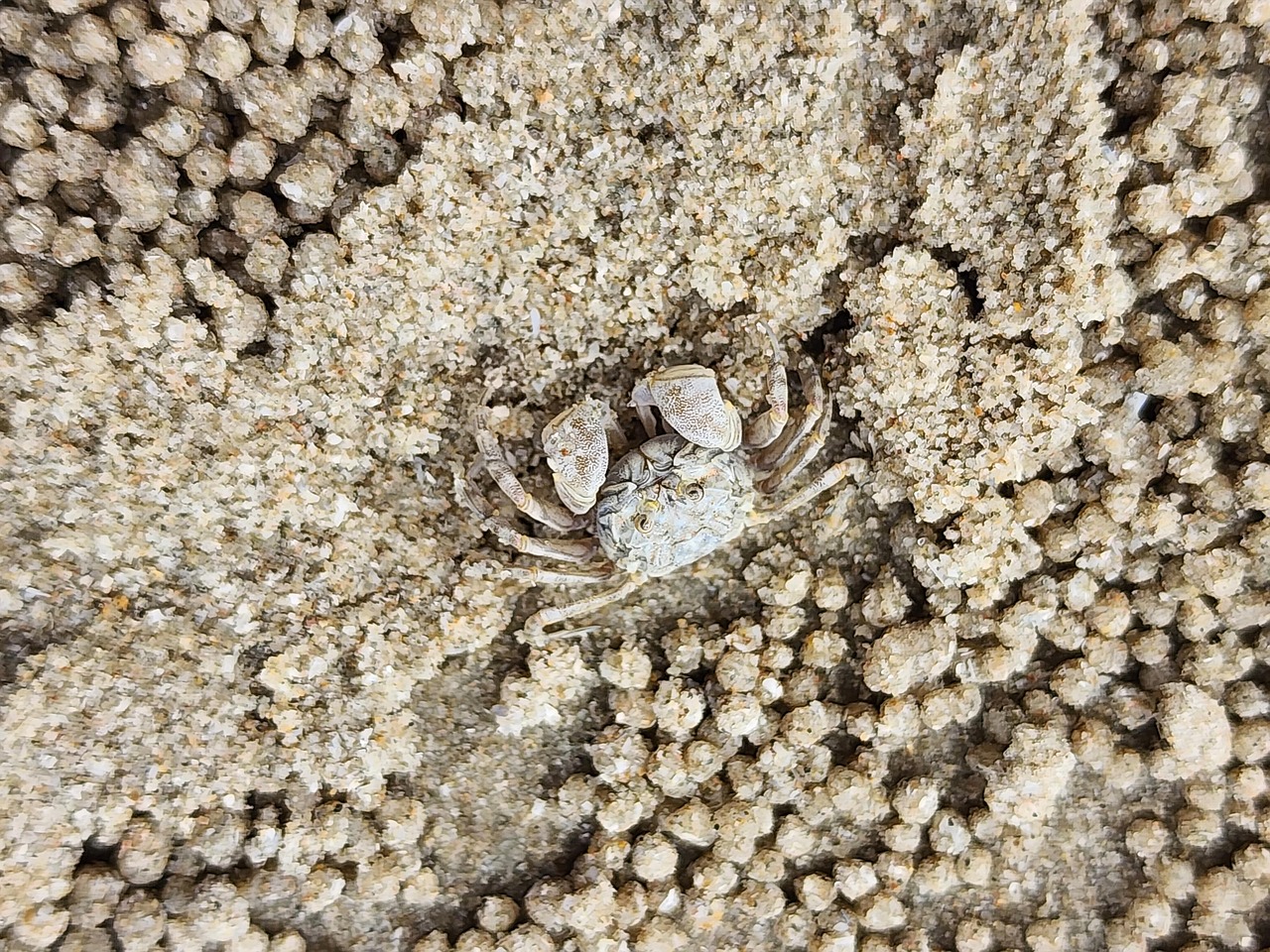 Crabe Samd Rochers - Photo gratuite sur Pixabay