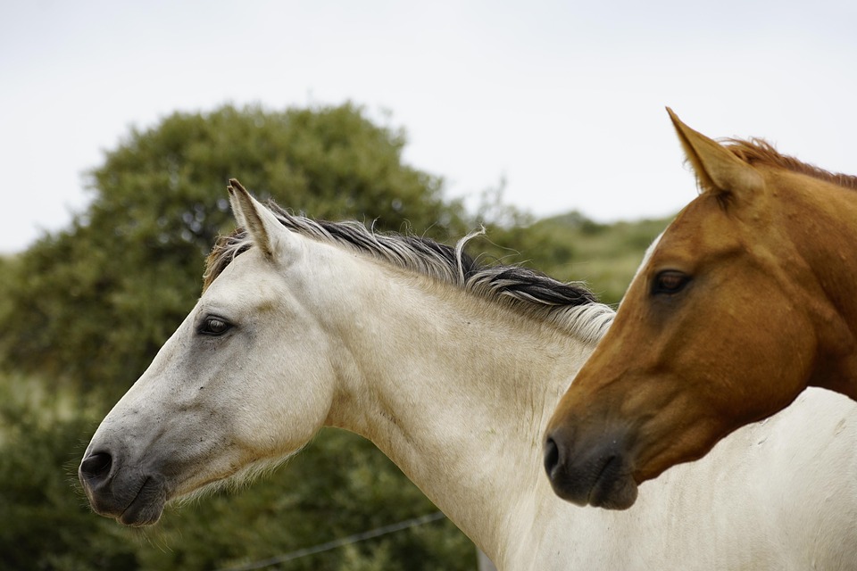 Horses Animals Equine - Free photo on Pixabay - Pixabay