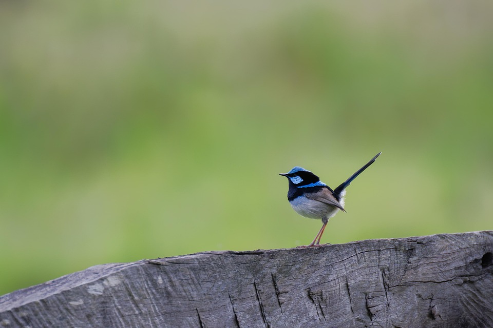 Superb Fairywren Bird - Free photo on Pixabay