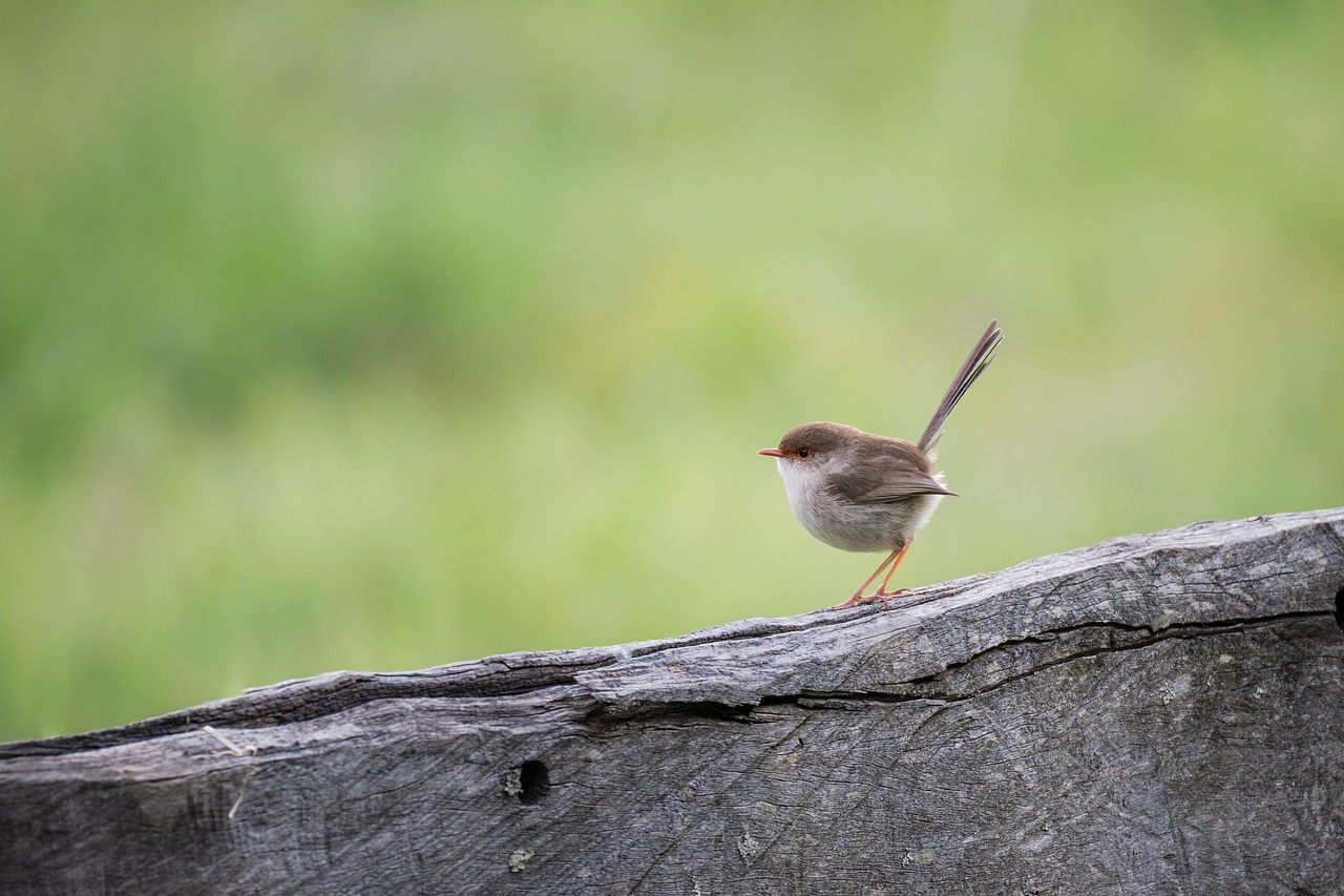 300+ Free Wren & Bird Images - Pixabay