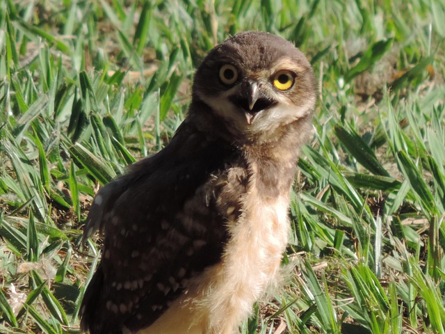 Búho Pájaro Naturaleza - Foto gratis en Pixabay - Pixabay