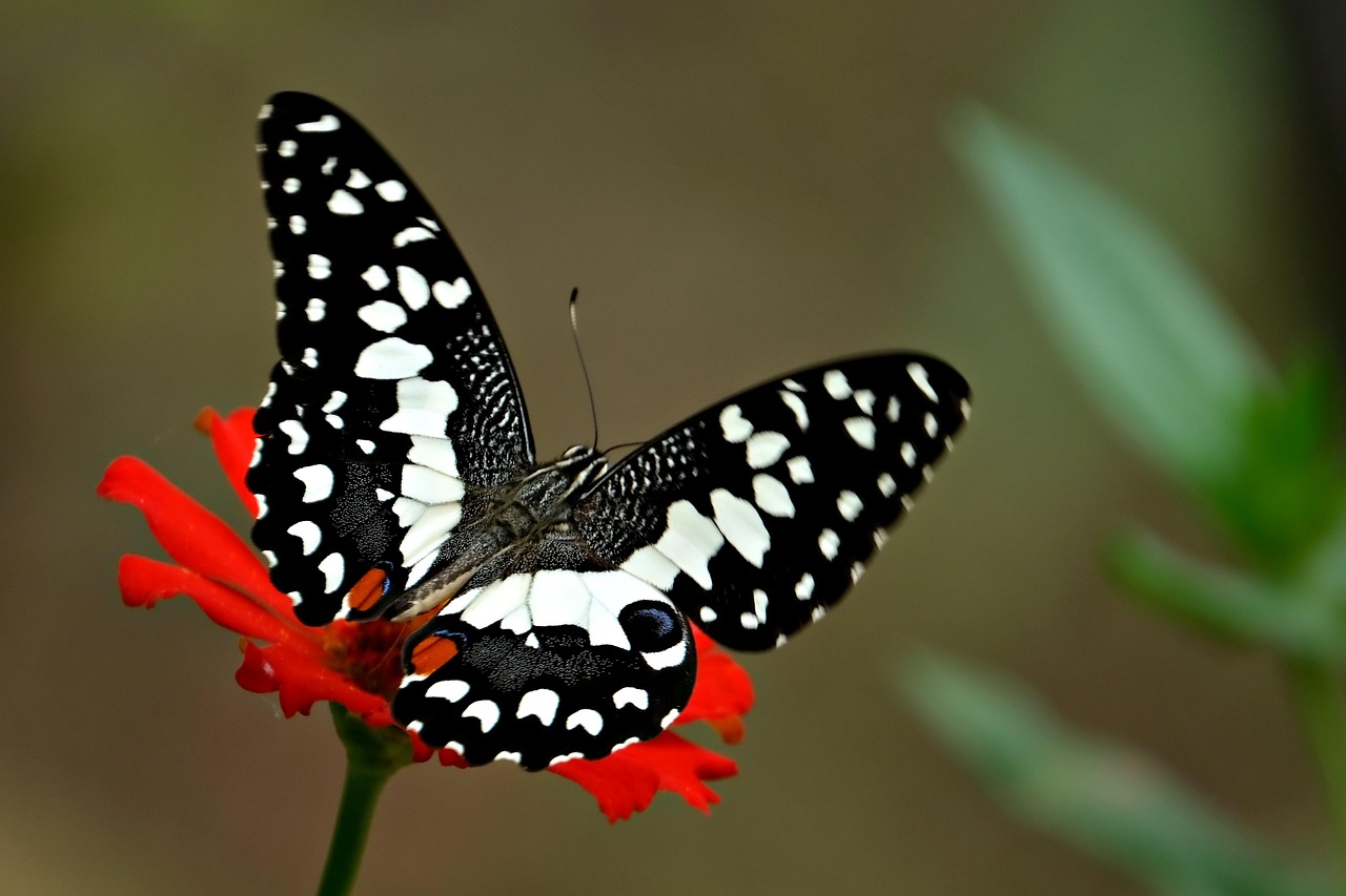 Butterfly Lime Insect - Free photo on Pixabay - Pixabay