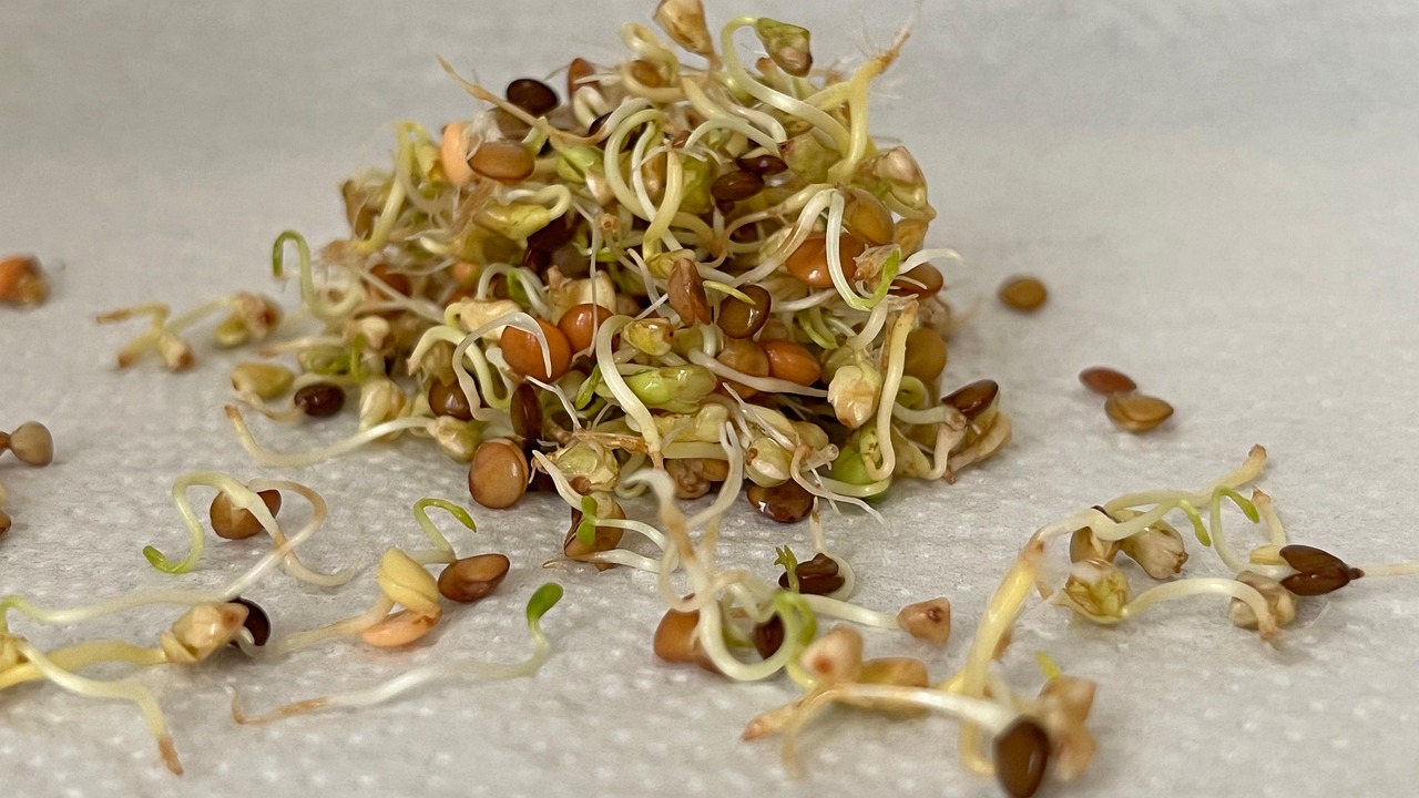 Seeds Microgreen Sprout - Free photo on Pixabay