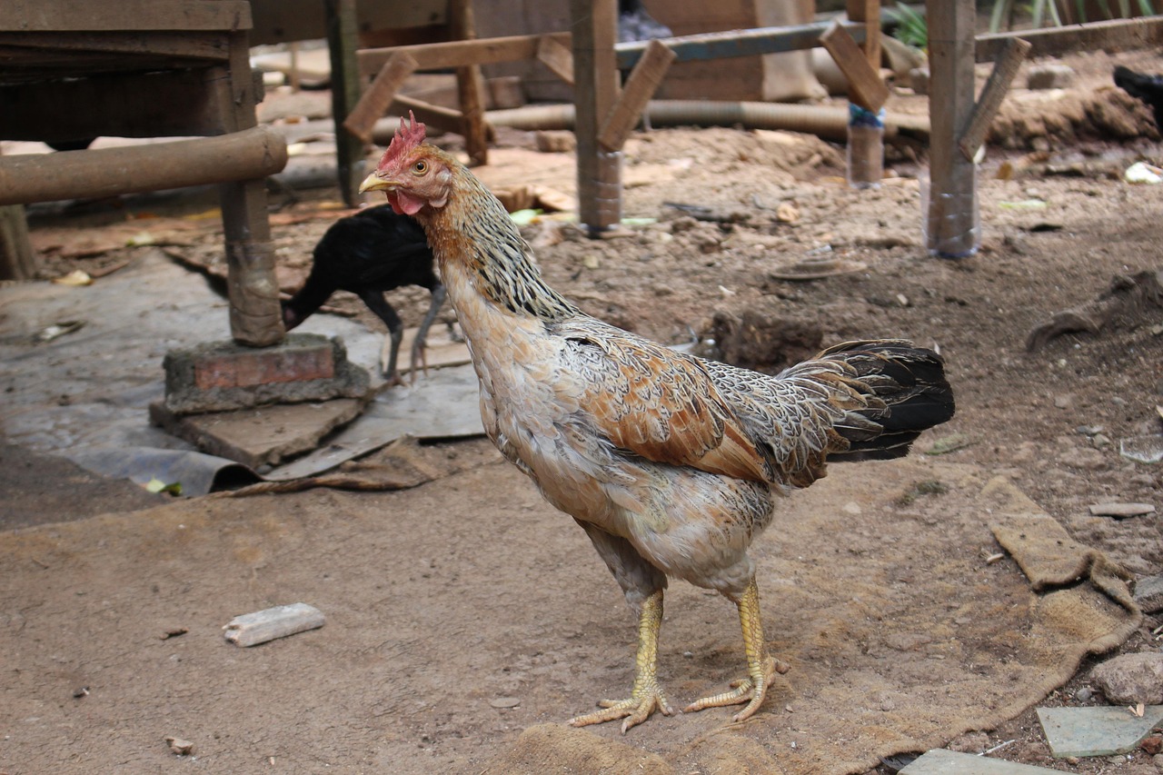 Pollo Gallina Pájaro - Foto gratis en Pixabay - Pixabay